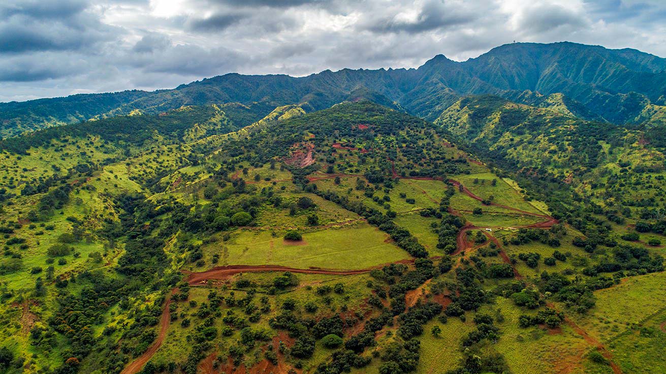 kaala01 | Plant A Tree Hawaii